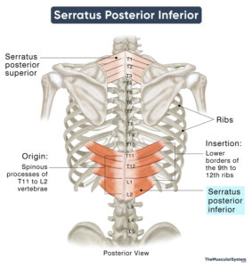 Serratus Posterior Inferior Origin, Insertion, Action, Diagram