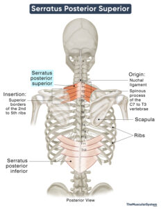 Serratus Posterior Superior Origin, Insertion, Action, Diagram