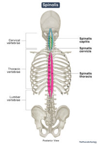 Spinalis Thoracis, Cervicis, & Capitis: Origin, Insertion, Diagram