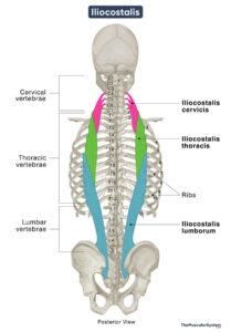 Iliocostalis Cervicis, Thoracis, & Lumborum: Anatomy & Diagram