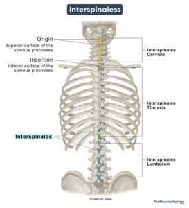 Interspinales: Origin, Insertion, Innervation, Action, Diagram