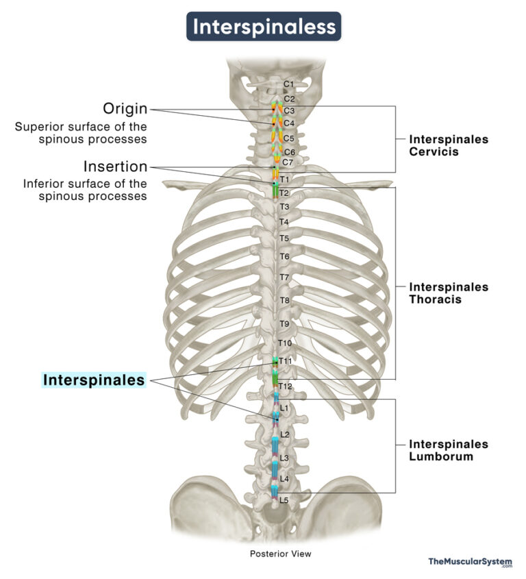 Interspinales: Origin, Insertion, Innervation, Action, Diagram