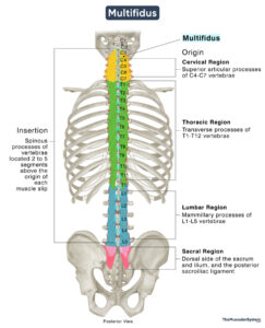 Multifidus Muscles: Origin, Insertion, Action, Innervation, Diagram