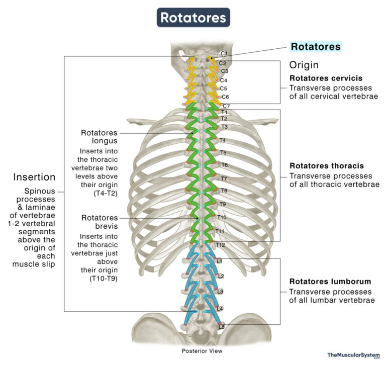 Rotatores: Origin, Insertion, Action, Innervation, Diagram