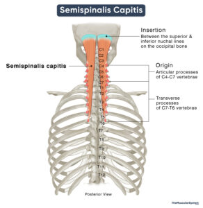Semispinalis Capitis: Origin, Insertion, Action, Innervation, Diagram