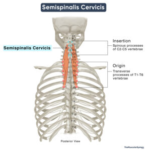 Semispinalis Cervicis: Origin, Insertion, Action, Innervation, Diagram