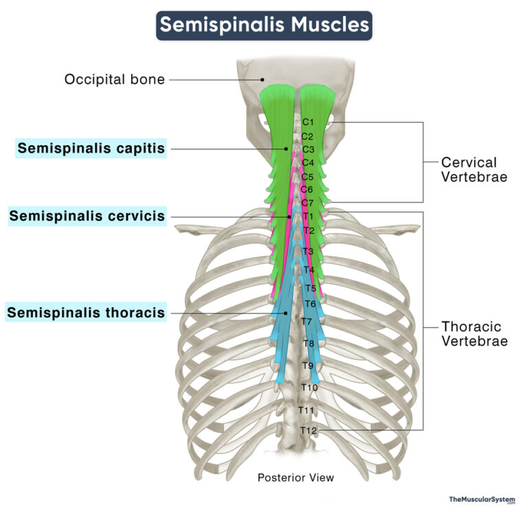 Semispinalis Muscles: Origin, Insertion, Anatomy, Diagram