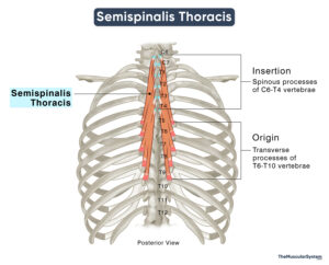 Semispinalis Thoracis: Origin, Insertion, Action, Innervation, Diagram