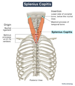 Splenius Muscle Group: Origin, Insertion, Actions, & Diagram