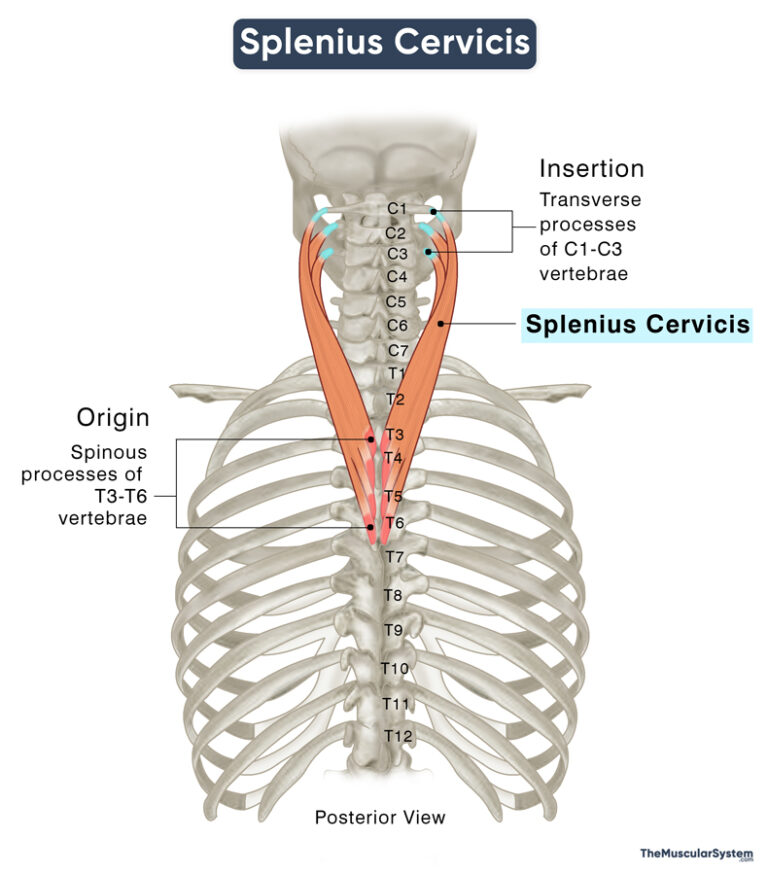 Splenius Cervicis: Origin, Insertion, Action, innervation, Diagram