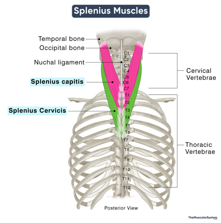 Splenius Muscle Group: Origin, Insertion, Actions, & Diagram