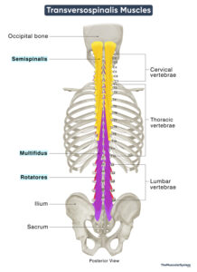 Transversospinalis Muscle Group: Anatomy, Action, & Diagram