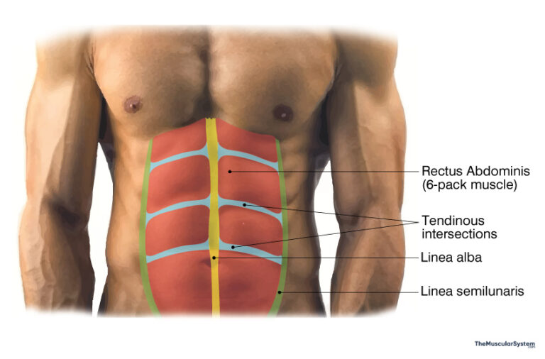 Rectus Abdominis: Origin, Insertion, Innervation, Action, Diagram