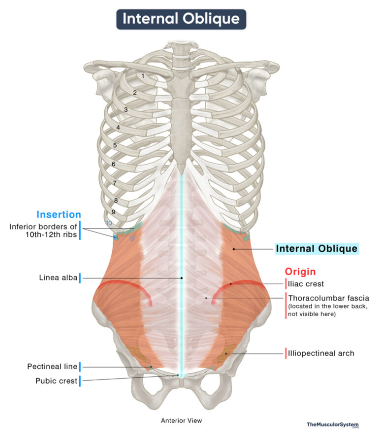 Internal Oblique : Origin, Insertion, Innervation, Action, Diagram