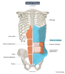 External Oblique : Origin, Insertion, Innervation, Action, Diagram
