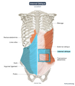 Internal Oblique : Origin, Insertion, Innervation, Action, Diagram