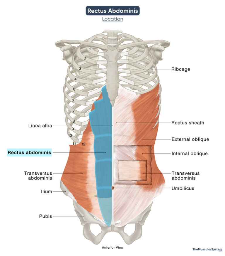 Rectus Abdominis: Origin, Insertion, Innervation, Action, Diagram
