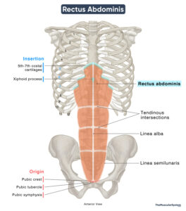 Rectus Abdominis: Origin, Insertion, Innervation, Action, Diagram
