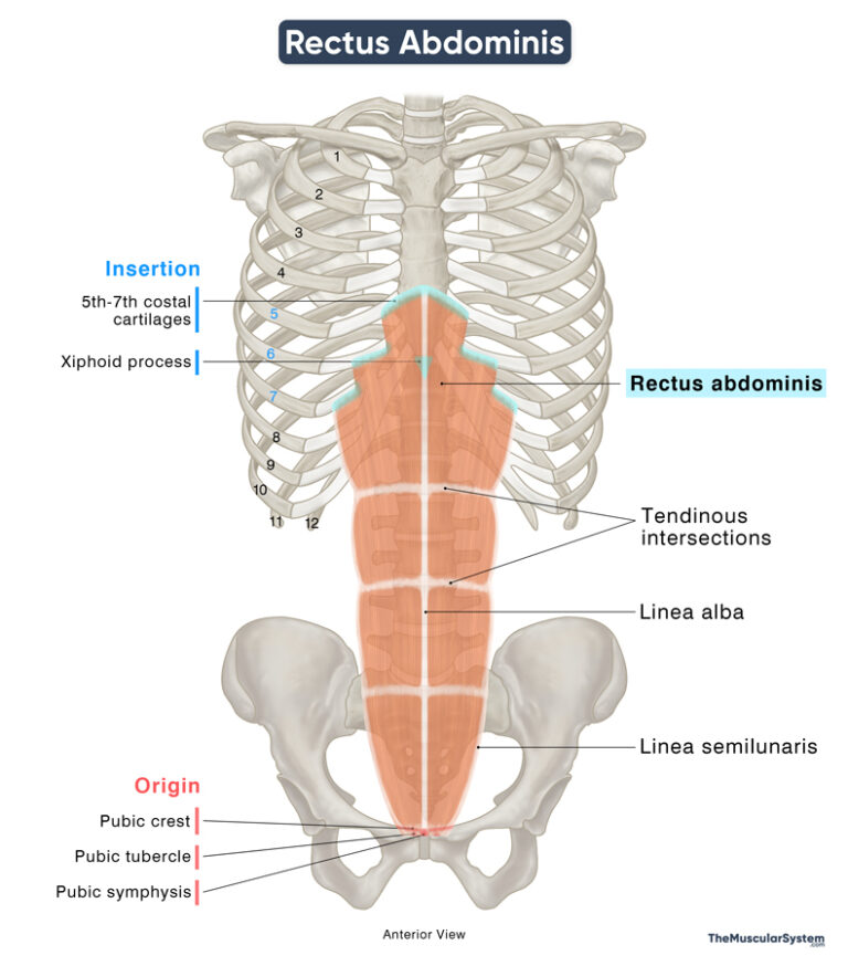 Rectus Abdominis: Origin, Insertion, Innervation, Action, Diagram