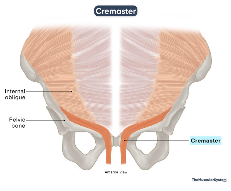 Cremaster: Origin, Insertion, Innervation, Action, Diagram