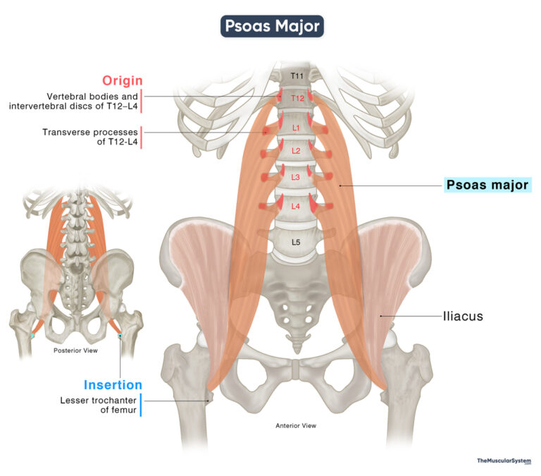 Psoas Major: Origin, Insertion, Innervation, Action, Diagram