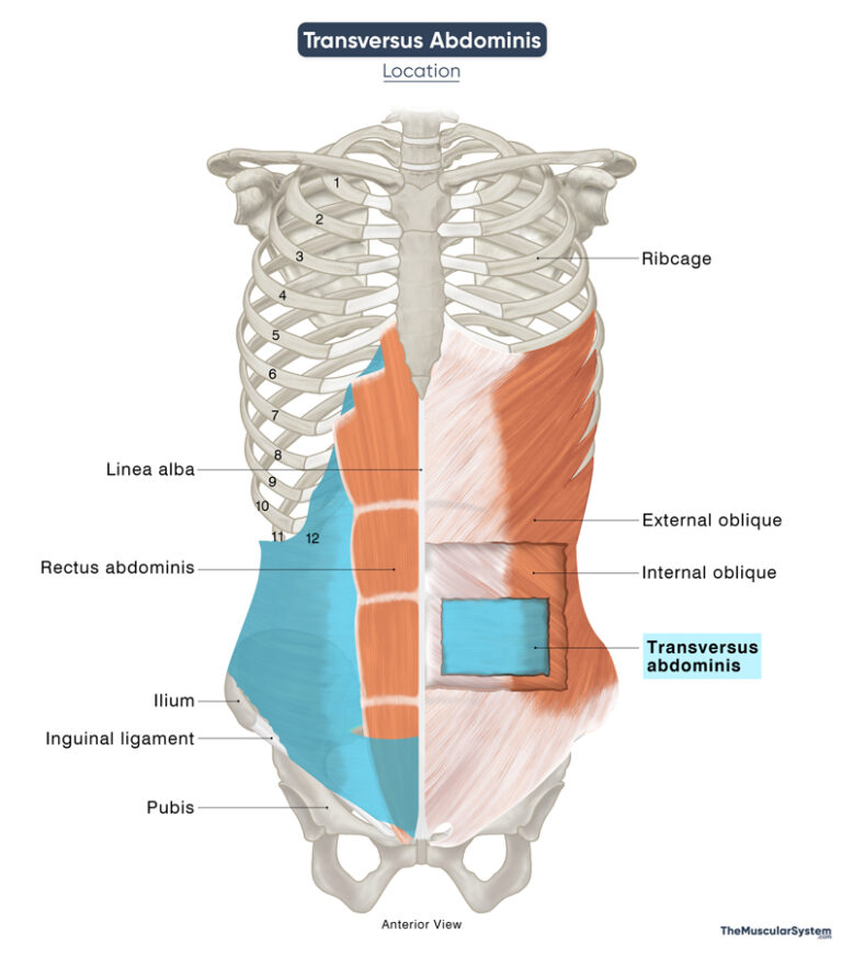 Transversus Abdominis: Origin, Insertion, Innervation, Action, Diagram