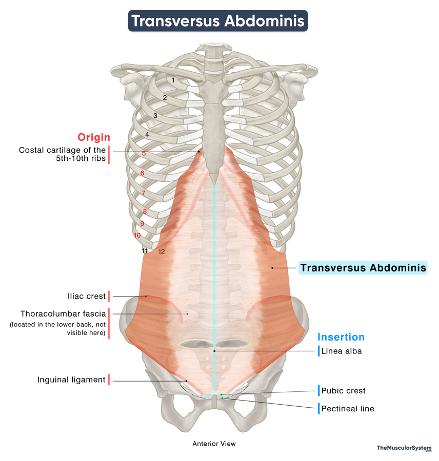 Transversus Abdominis Origin Insertion Innervation Action Diagram