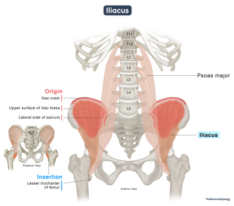 Iliacus: Origin, Insertion, Innervation, Action, Diagram