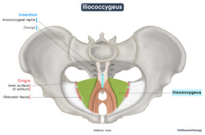 Levator Ani: Iliococcygeus, Pubococcygeus, & Puborectalis