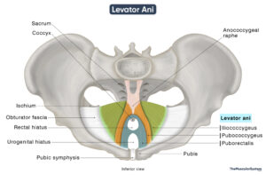 Levator Ani: Iliococcygeus, Pubococcygeus, & Puborectalis