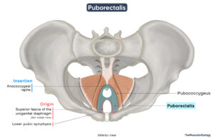Levator Ani: Iliococcygeus, Pubococcygeus, & Puborectalis
