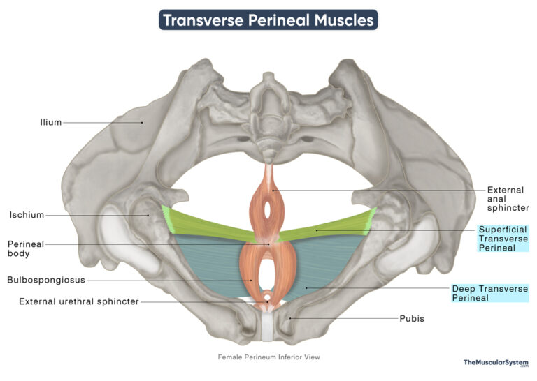 Superficial & Deep Transverse Perineal: Origin, Insertion, Diagram