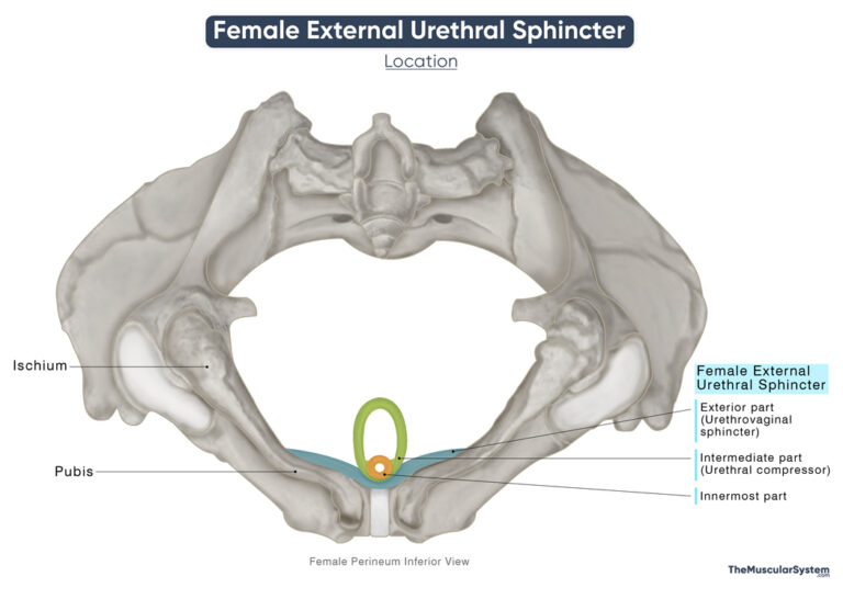 Male & Female External Urethral Sphincter: Functions & Diagram