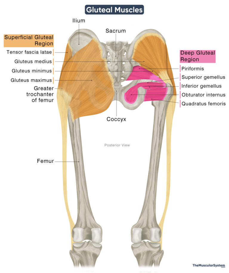 Superficial & Deep Gluteal Muscles: Name, Anatomy, Function, Diagram