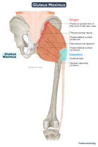 Gluteus Maximus: Origin, Insertion, Innervation, Action, Diagram