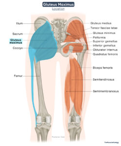 Gluteus Maximus: Origin, Insertion, Innervation, Action, Diagram