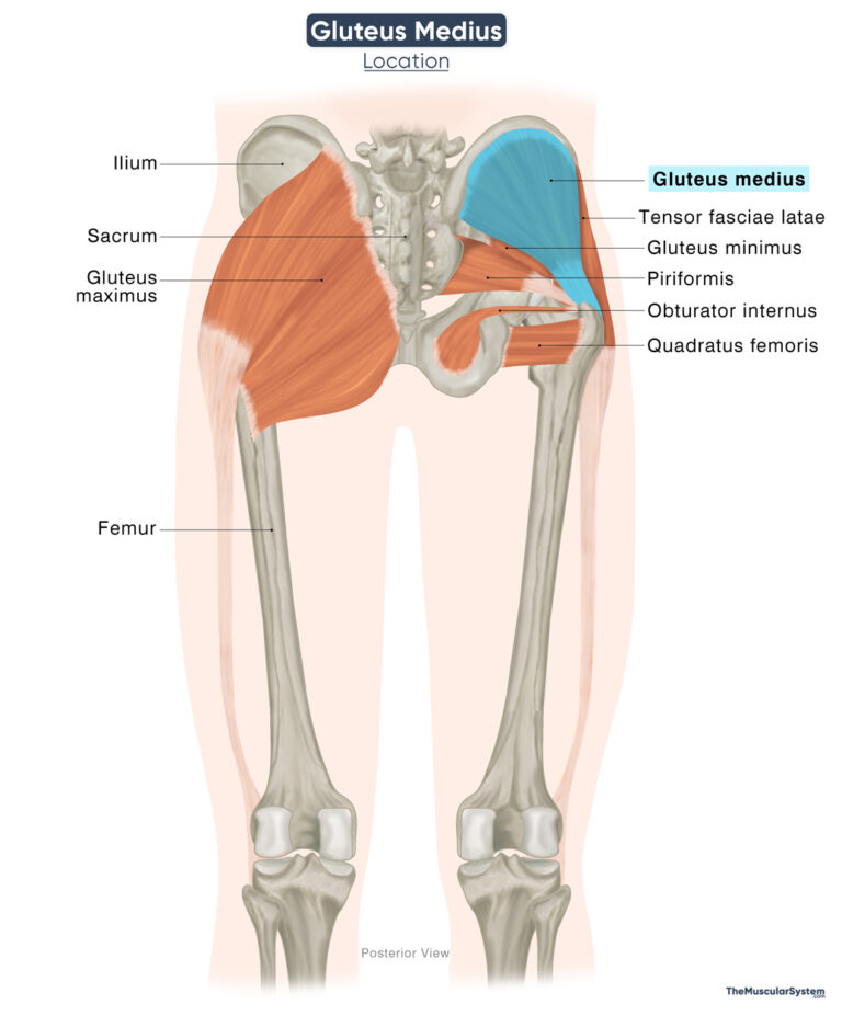 Gluteus Medius: Origin, Insertion, Innervation, Action, Diagram