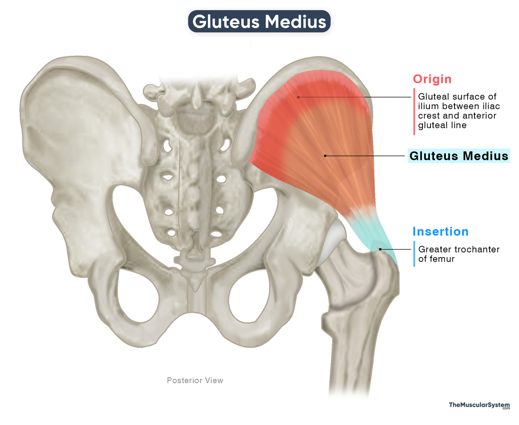 Gluteus Medius Origin Insertion Innervation Action Diagram