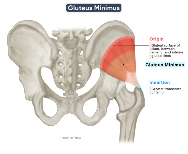 Gluteus Minimus: Origin, Insertion, Innervation, Action, Diagram