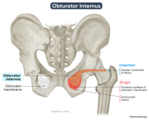 Obturator Internus: Origin, Insertion, Innervation, Action, Diagram