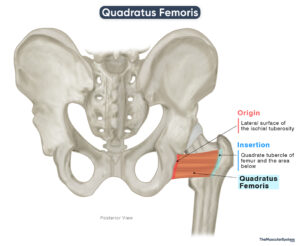 Quadratus Femoris: Origin, Insertion, Innervation, Action, Diagram