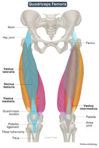 Quadriceps (Quads) Muscle Group: Names, Anatomy, & Diagram