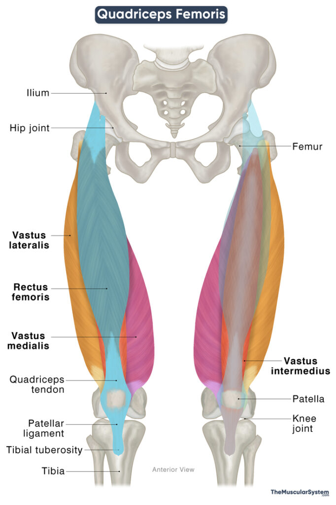 Quadriceps Quads Muscle Group Names Anatomy Diagram Quadriceps Quads Muscle Group Names Anatomy Diagram