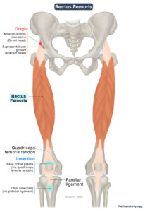 Rectus Femoris: Origin, Insertion, Innervation, Action, Diagram