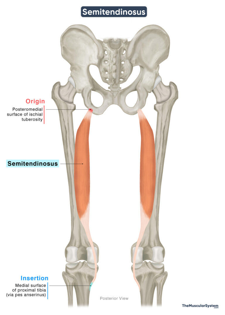 Semitendinosus: Origin, Insertion, Innervation, Action, Diagram