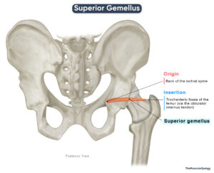 Superior & Inferior Gemelli: Attachments, Action, Diagram