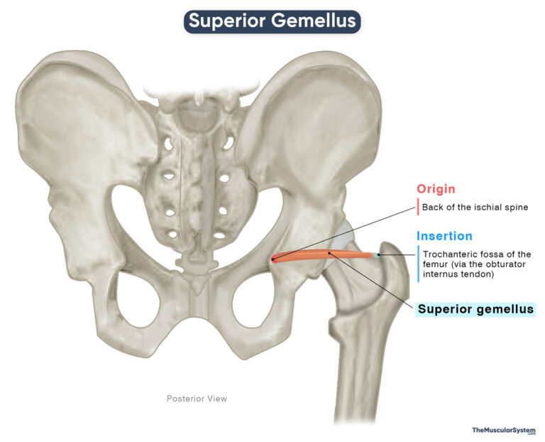Superior & Inferior Gemelli: Attachments, Action, Diagram