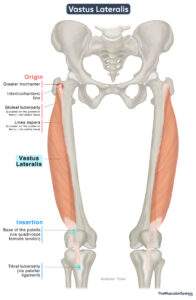 Vastus Lateralis: Origin, Insertion, Innervation, Action, Diagram