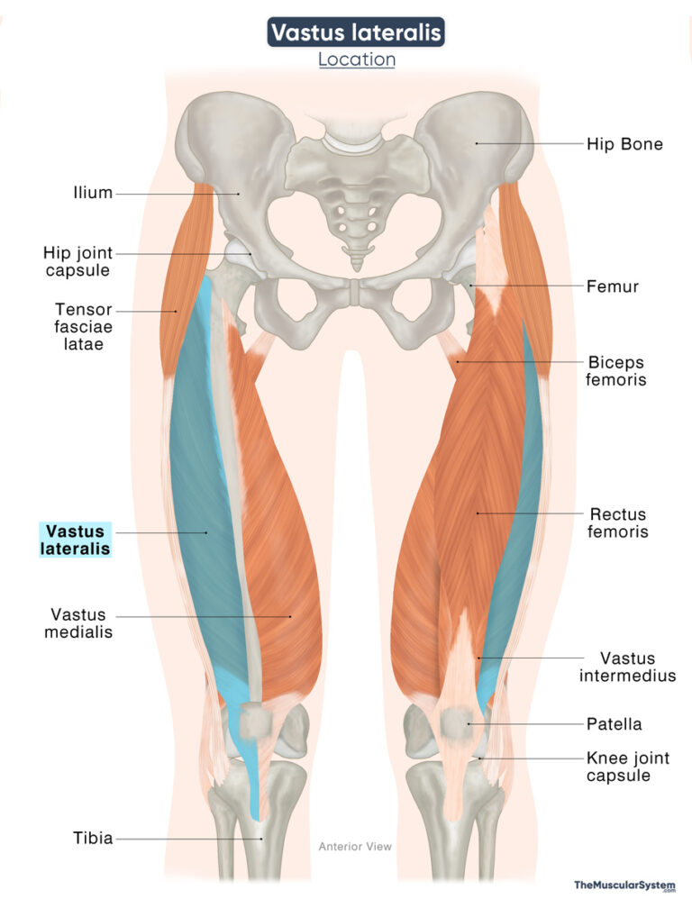Vastus Lateralis Origin Insertion Innervation Action Diagram