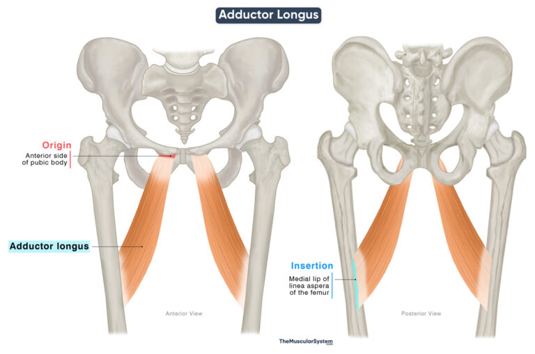 Adductor Longus: Origin, Insertion, Action, Innervation, Diagram